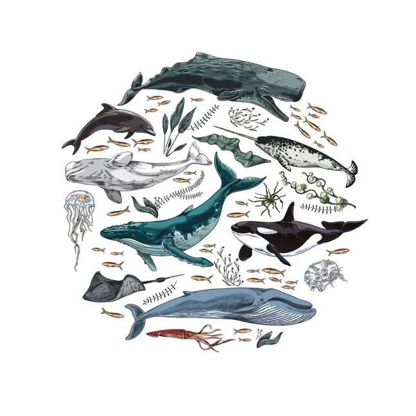 Conjunto Mamíferos Marinos Ilustración Vectorial Dibujada Mano Aislada ...