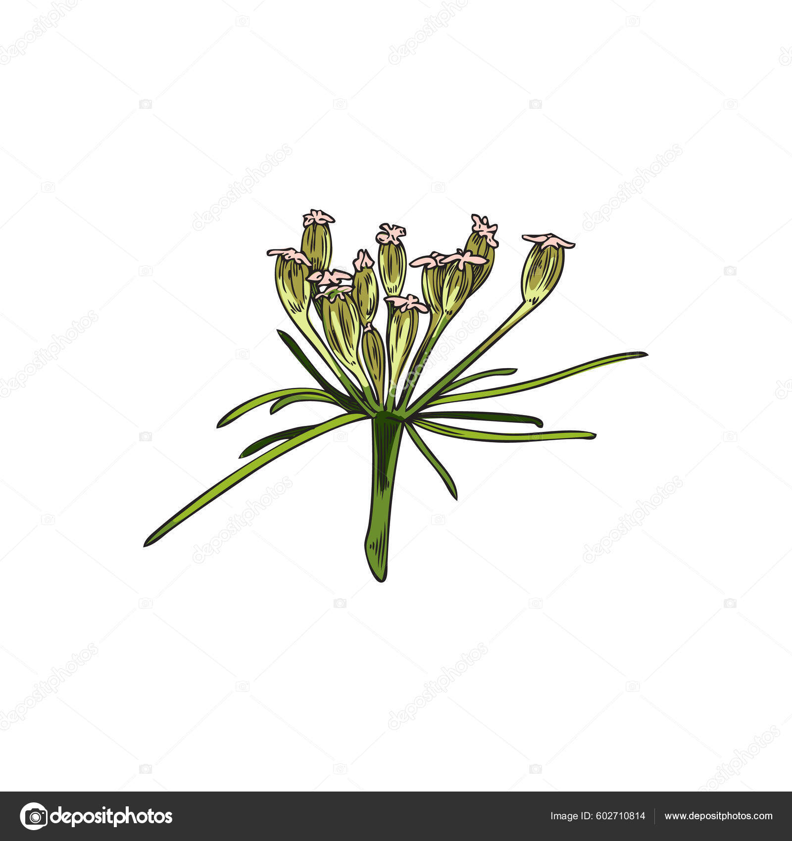 Hand Drawn Colorful Cumin Plant Sketch Style Vector Illustration ...