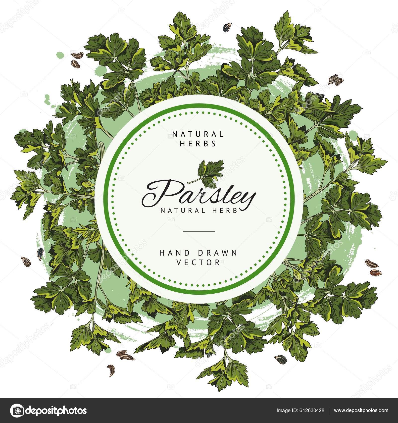 Parsley Kitchen Herb Badge Label Design Circle Blank Frame Hand Stock ...