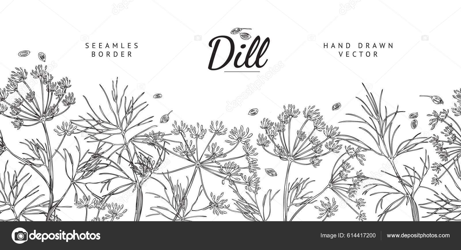 Pabrik Dill Perbatasan Mulus Gambar Tangan Vektor Ilustrasi Pada Latar ...