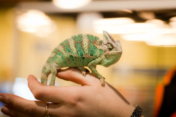 Chameleon on hand Stock Photo by ©vaeenma 10897038