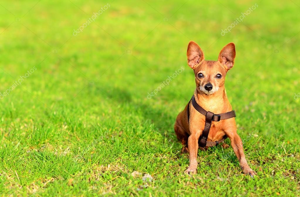 Perro pinscher miniatura sentado en la hierba 2023