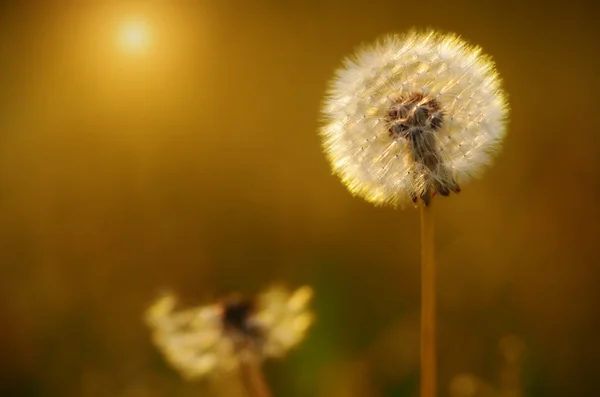 Dandelion seeds on the field - Stock Image - Everypixel