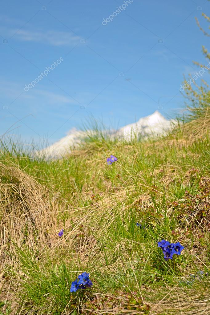 Alpine colors in spring — Stock Photo © fbxx #26763151