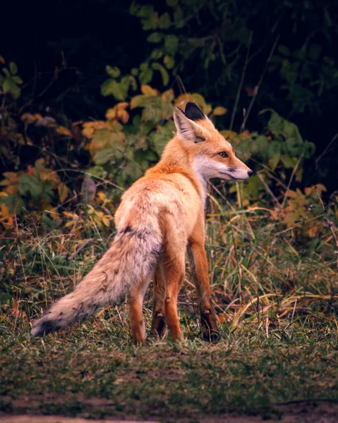 Renard automne images libres de droit, photos de Renard automne ...