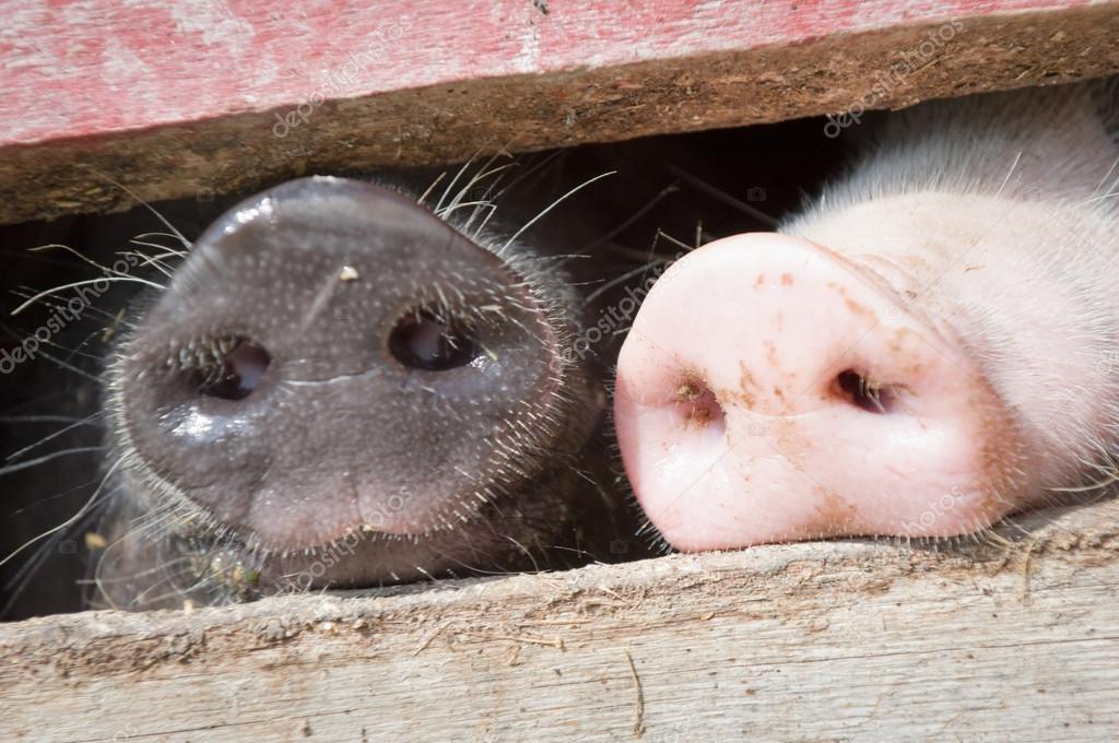 Snouts Stock Photo by ©foottoo 16769973