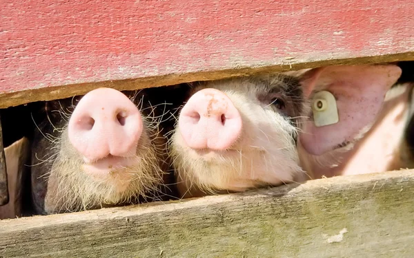 Funny piglets Stock Photos, Royalty Free Funny piglets Images ...