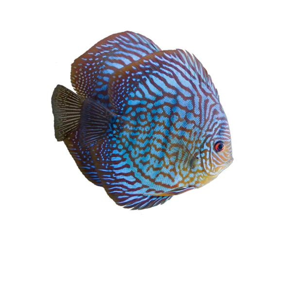 Smiley face fish pirarucu Stock Photos, Royalty Free Smiley face fish ...