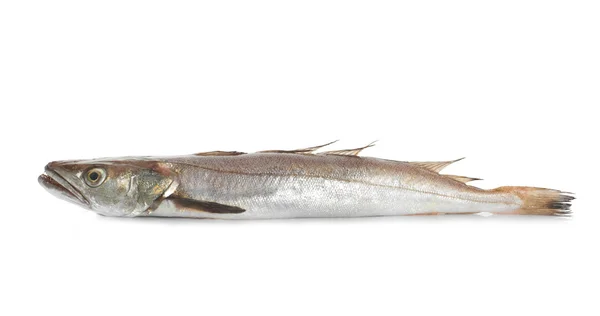 232 Merluccius Stock Photos, Images | Download Merluccius Pictures on ...