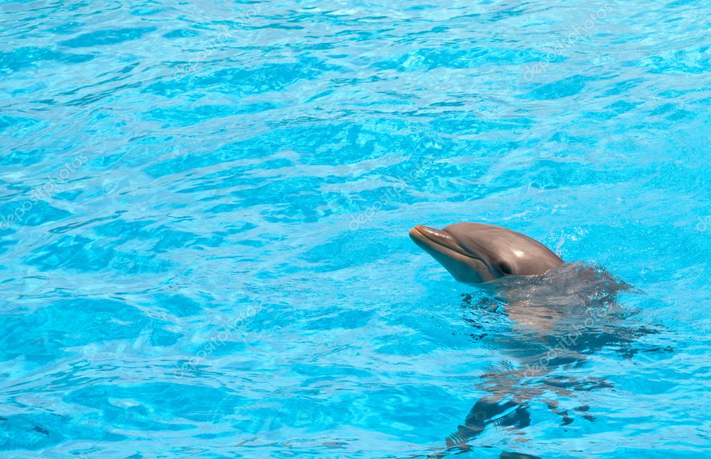 Cute dolphin Stock Photo by ©AntonioGravante 27357627