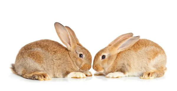 Two brown rabbits Stock Photo by ©jianghongyan 60697891