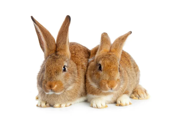 Rabbit isolated Stock Photos, Royalty Free Rabbit isolated Images ...