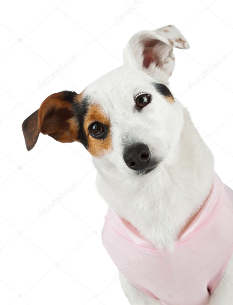 Young Jack Russel with pink dress — Stock Photo © AntonioGravante #31271539
