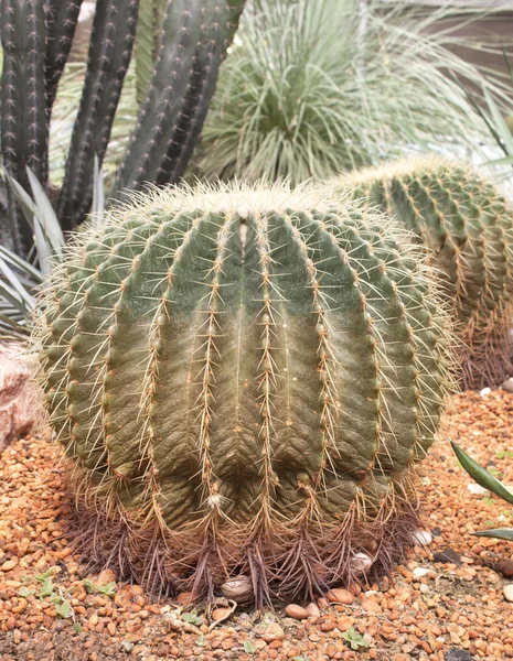 Eden project cornwall Stock Photos, Royalty Free Eden project cornwall ...