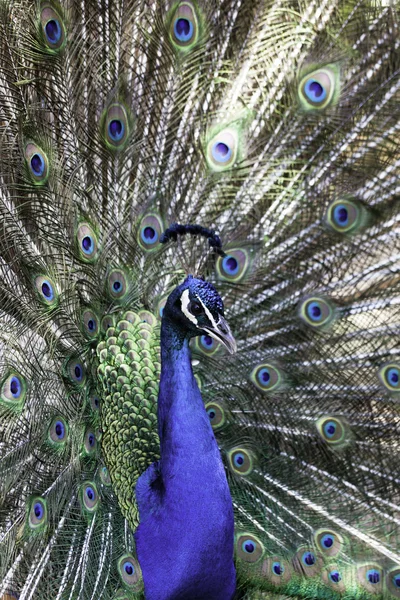 knee0 Portfolio: Stock Photos, Vectors, Video, Audio | Depositphotos