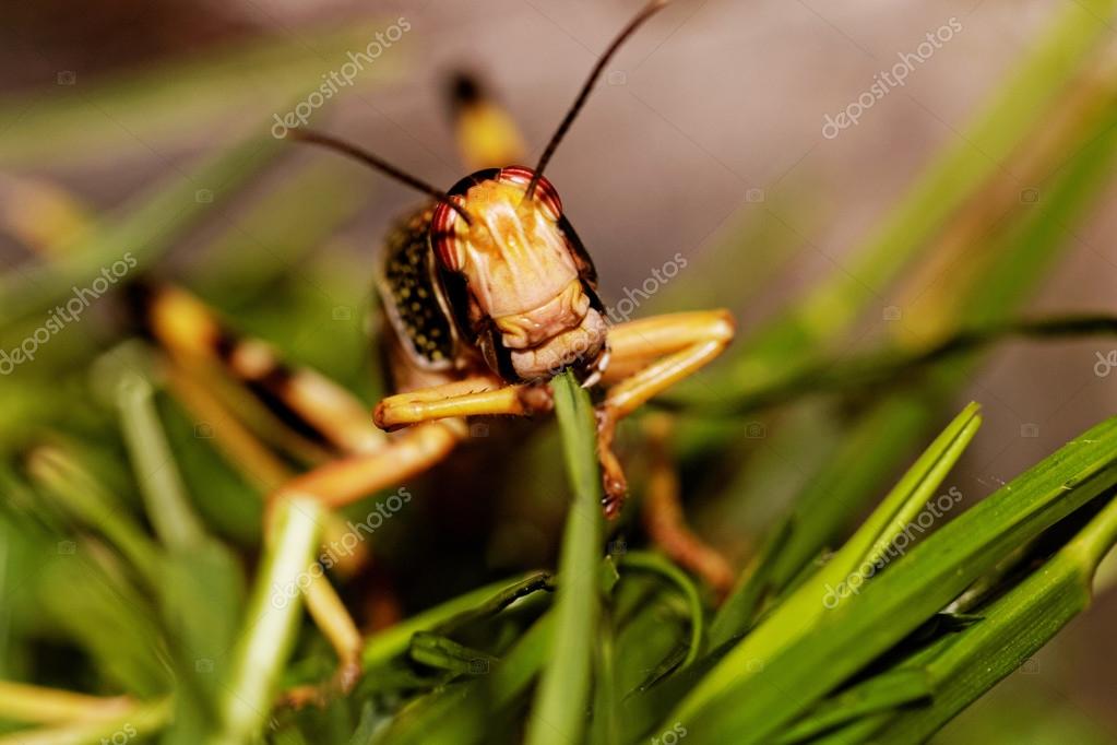 One locust eating — Stock Photo © NagyDodo #28365369