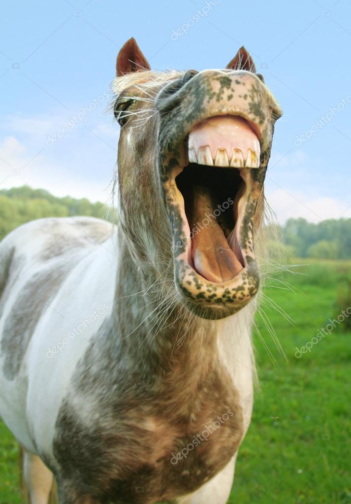 il cavallo che ride — Foto Stock © twvogel #20015081