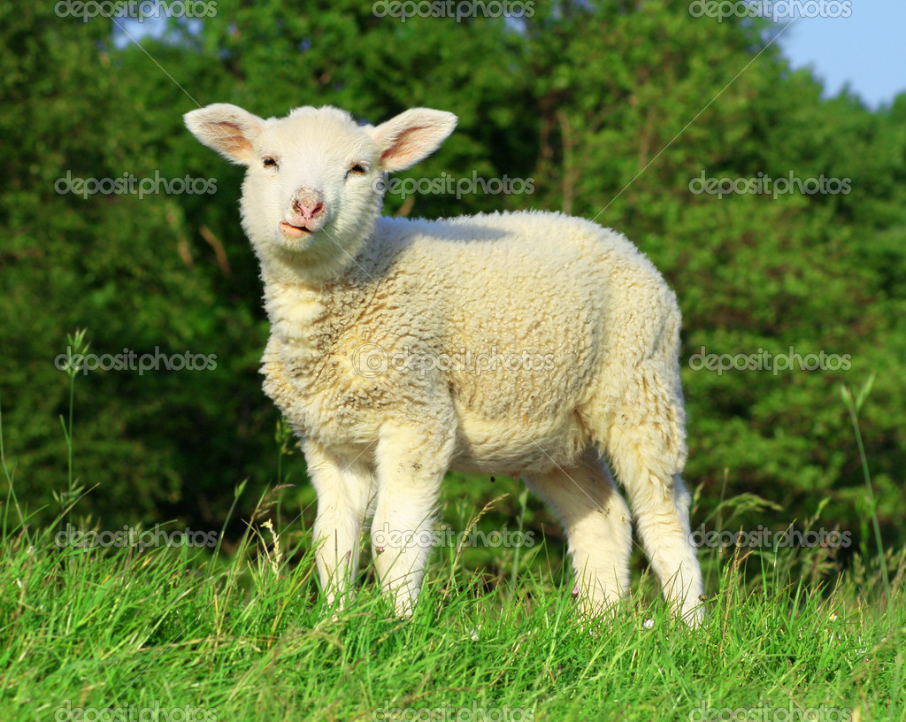 Pequena ovelha — Fotografias de Stock © twvogel #21344363