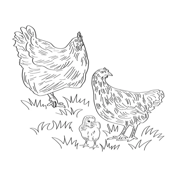 Chickens line drawing Stock Photos, Royalty Free Chickens line drawing ...
