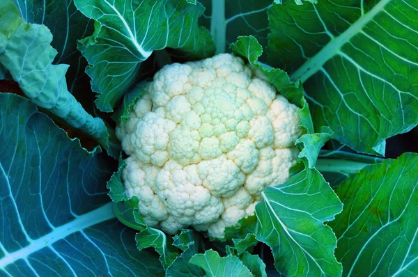 Cauliflower nursery Stock Photos, Royalty Free Cauliflower nursery ...