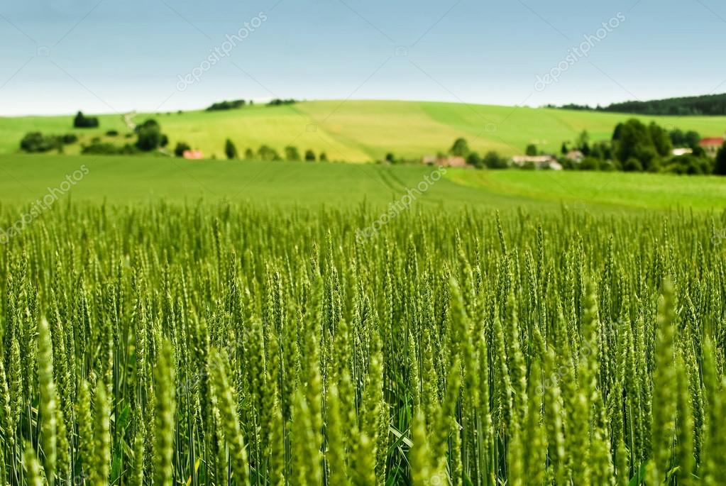 Wheat field — Stock Photo © woosak #14587881