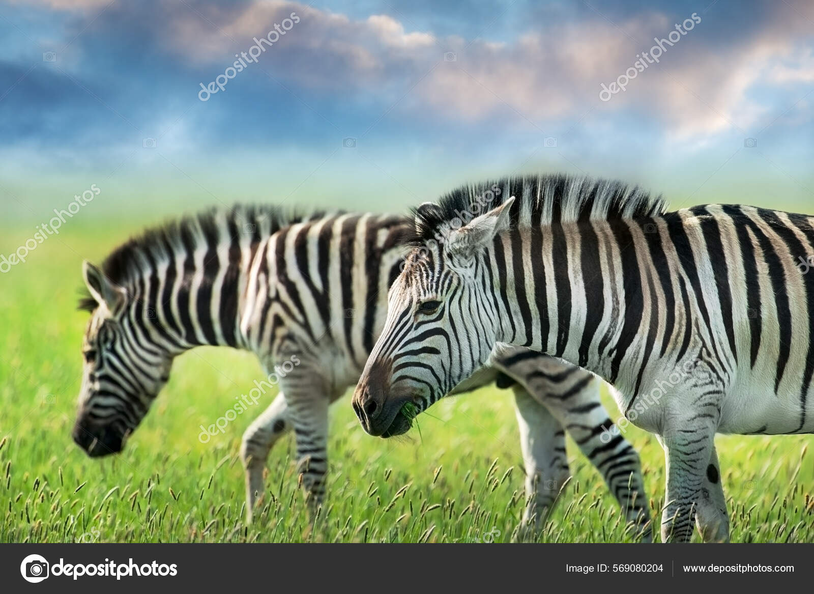 Two Zebra Close Grazing Green Filed Sunset Sky — Stock Photo ...