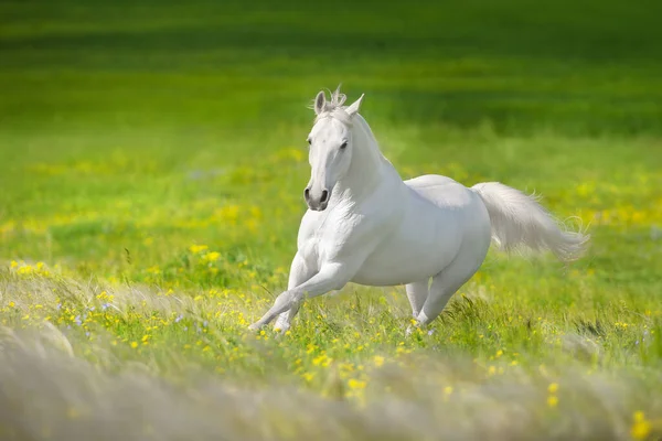 White horse stallion Stock Photos, Royalty Free White horse stallion ...