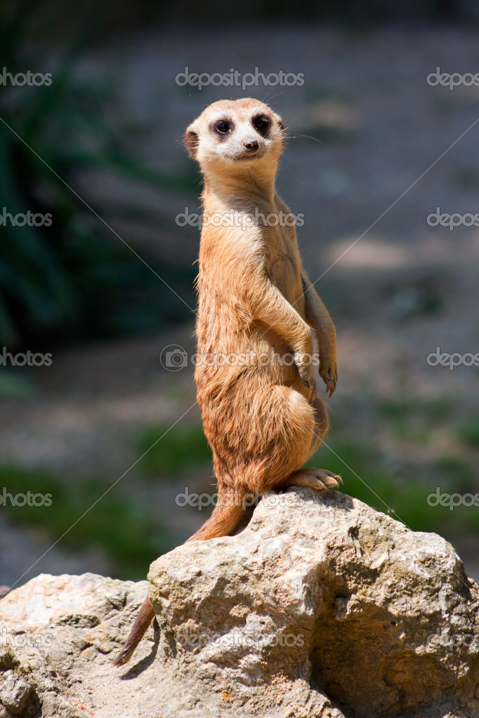 A watchful standing meerkat Stock Photo by ©mariocigic 16793047