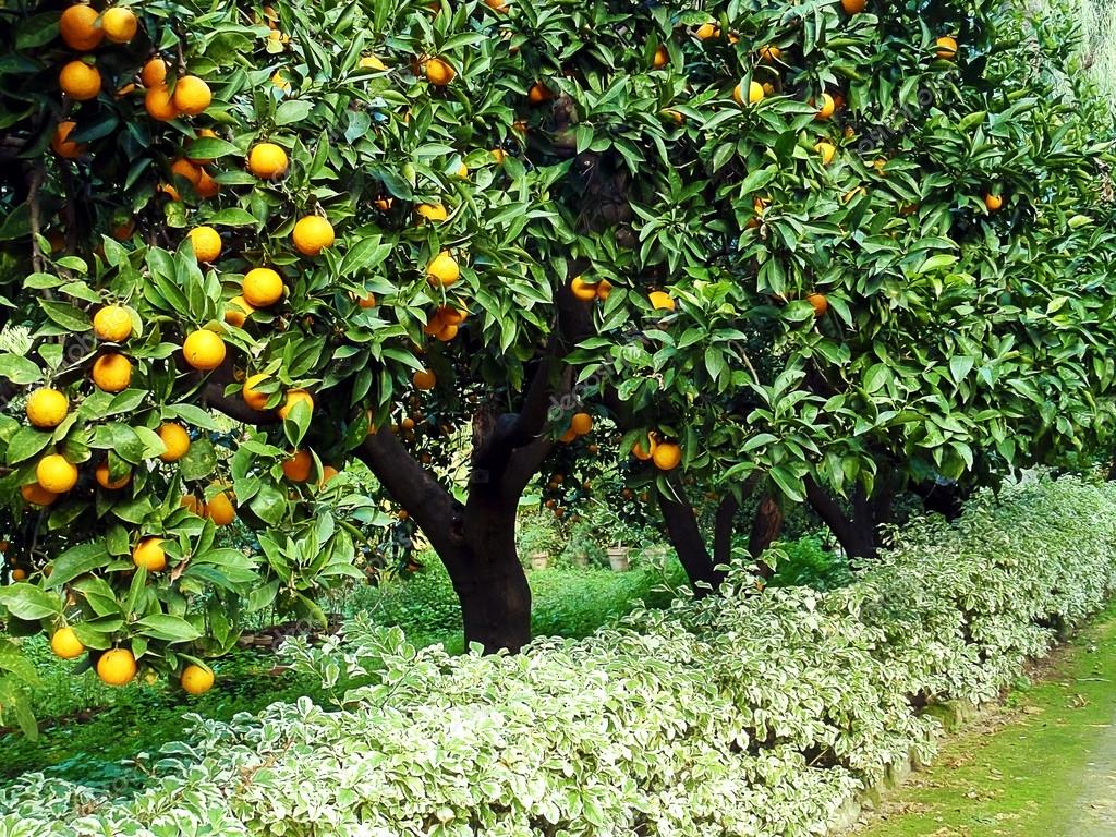 Huerto de árboles frutales naranja — Fotos de Stock © nevarpp #19030625