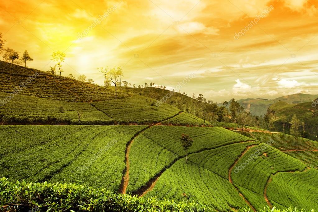 Tea plantation landscape Stock Photo by ©nevarpp 41147107