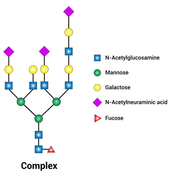 19,144,922 Insulin mechanism Vector Images | Depositphotos