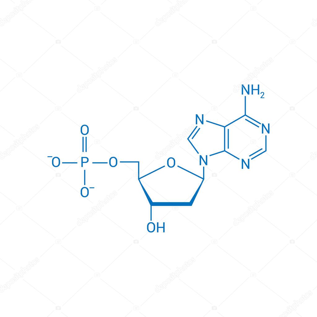 estructura química del nucleótido de ADN 2023
