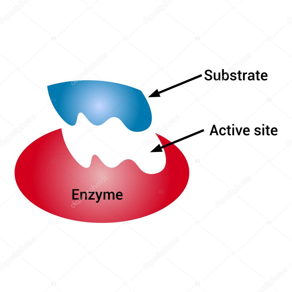 diagrama complejo del sustrato enzimático. uso educativo y científico 2025