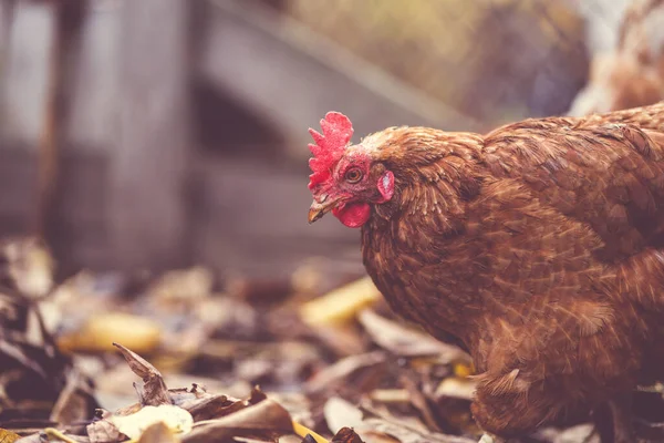 Antibioticos en animales Stock Photos, Royalty Free Antibioticos en ...