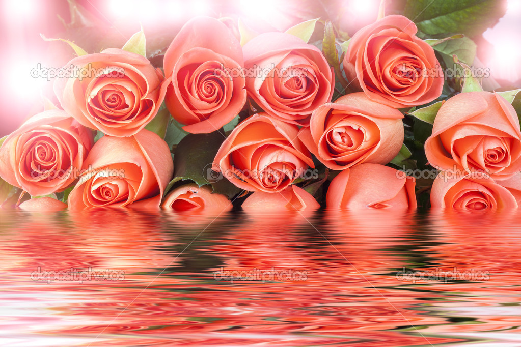 Pink roses in water — Stock Photo © olgamark #45707013