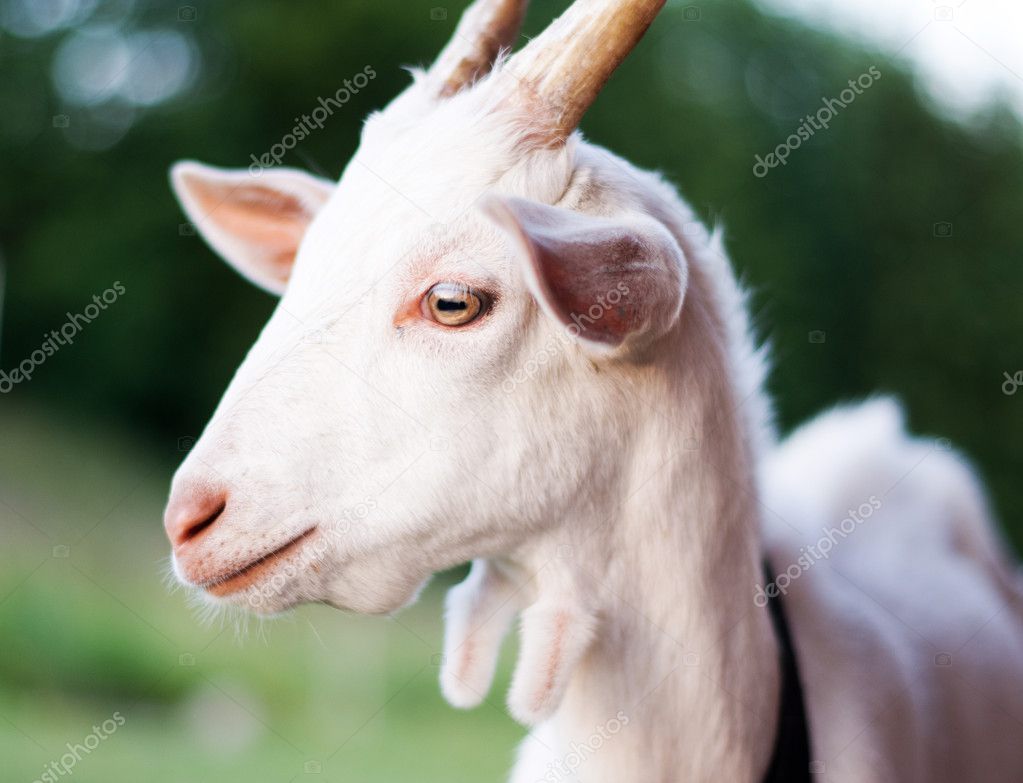 Goat Stock Photo by ©blumer-1979 49031231
