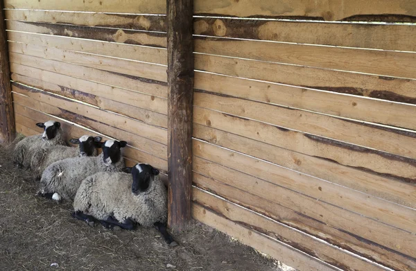 Sheepfold Stock Photos, Royalty Free Sheepfold Images | Depositphotos