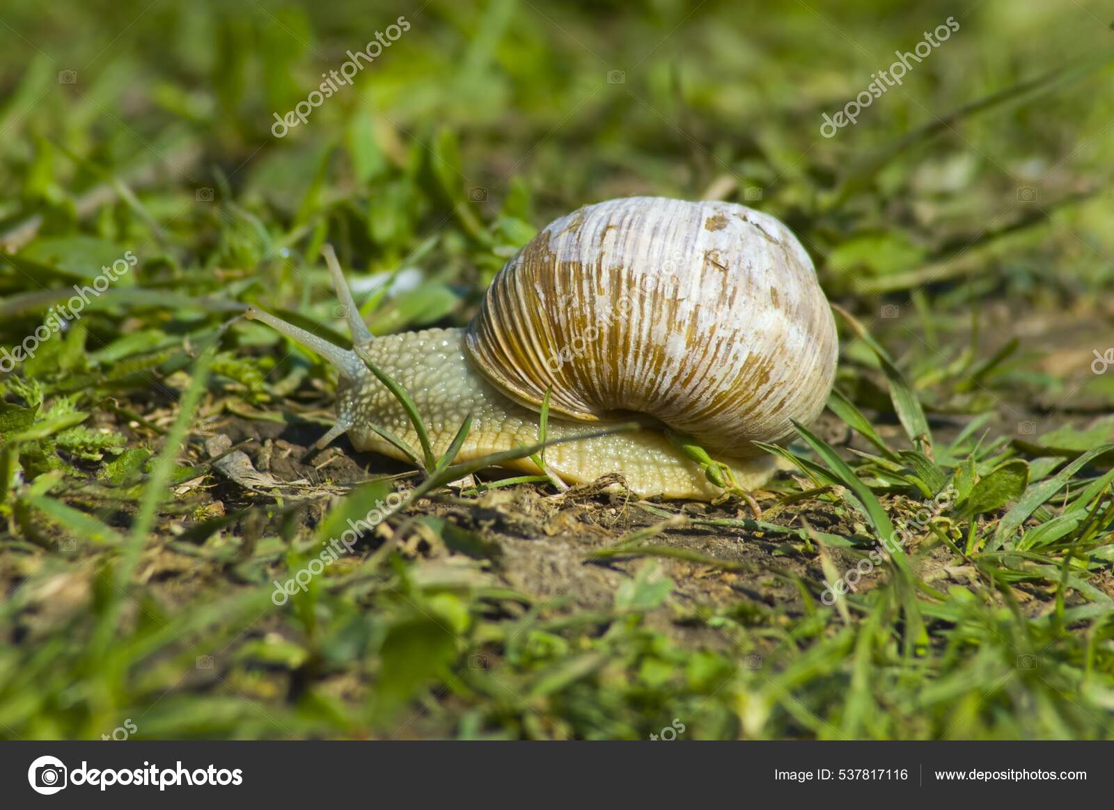 Snail gliding on the wet grass texture. Large white mollusk snails with ...