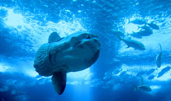 ᐈ Moon fish stock pictures, Royalty Free luna fish images | download on ...