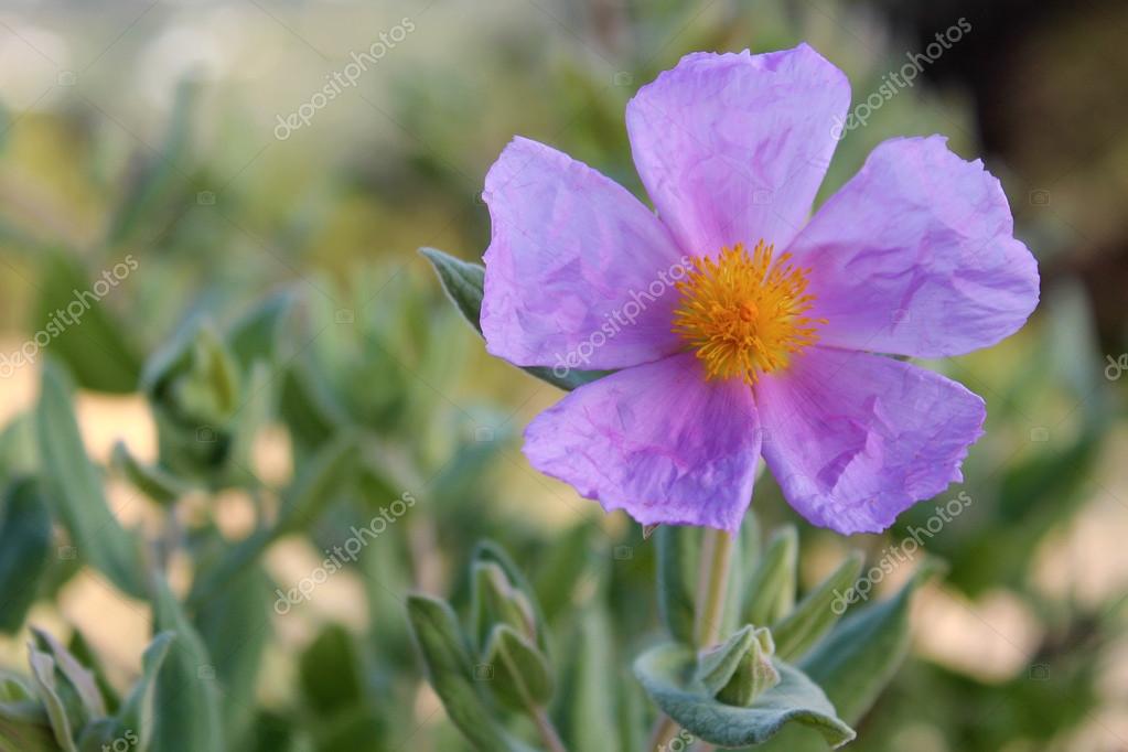 Florecimiento de Cistus albidus (Rosa de roca, Rosa del sol) 2023