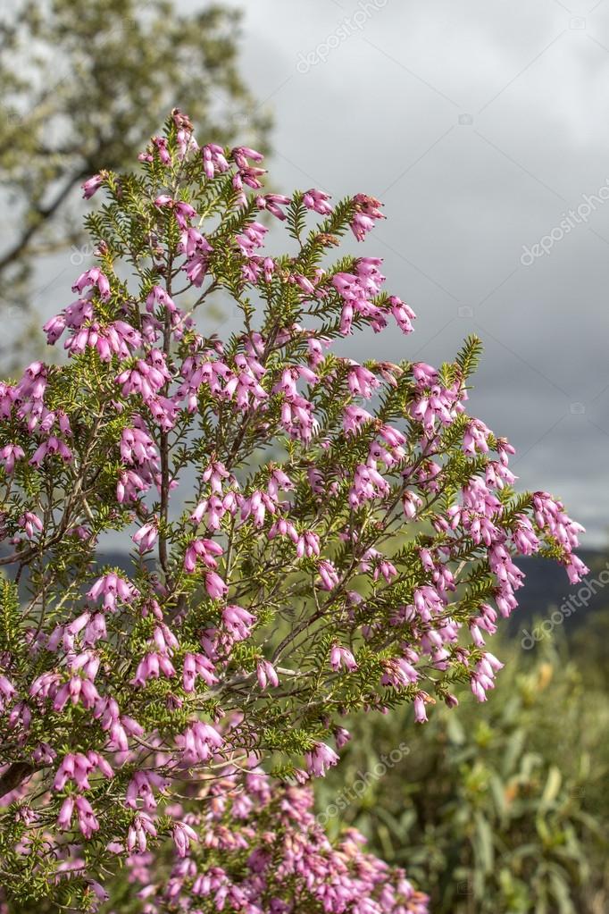 Erica australis en el parque natural de Ria Formosa Algarve. 2022