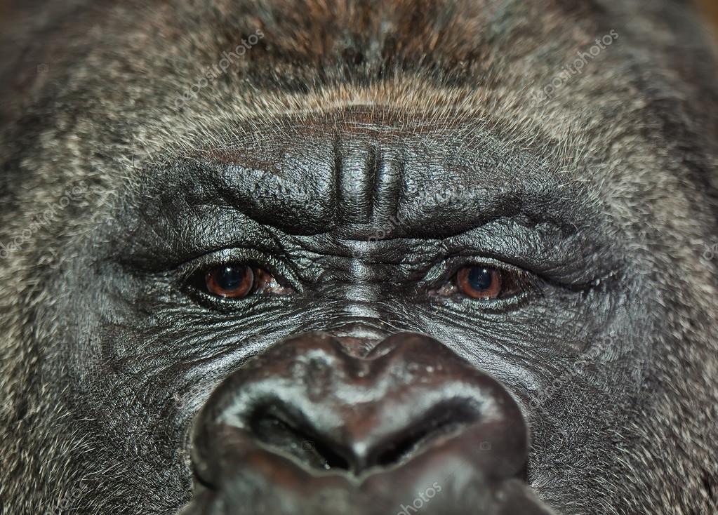 Sad Gorilla Face