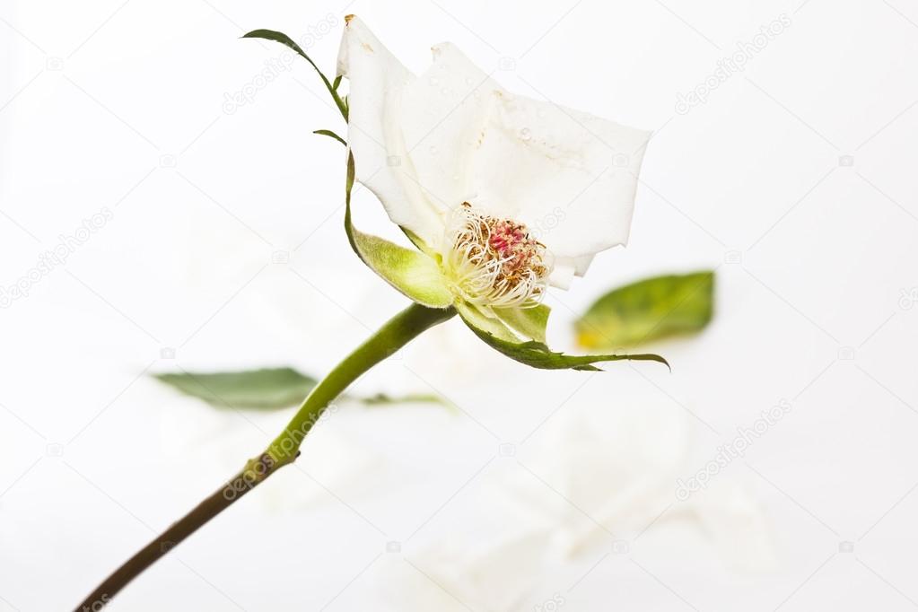 Withered white rose with fallen petals Stock Photo by ...