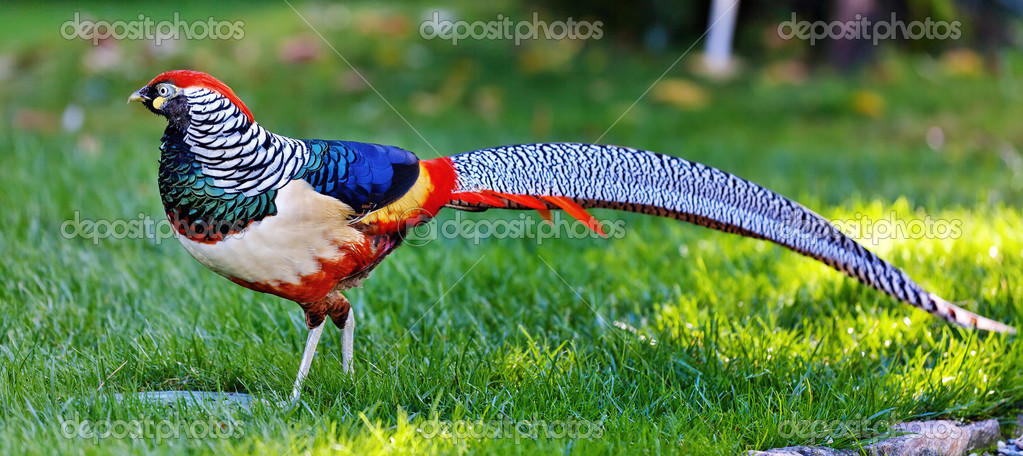 Faisán dorado o Faisán chino: fotografía de stock ...
