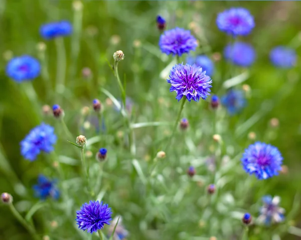 Beautiful cornflowers Stock Photos, Royalty Free Beautiful cornflowers ...