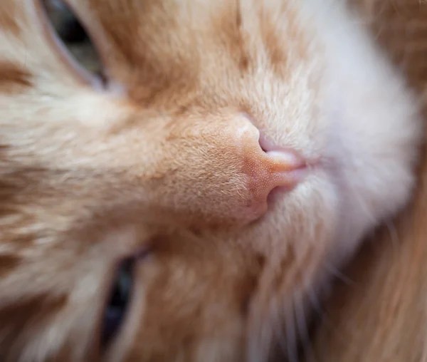 red cat nose - Stock Image - Everypixel