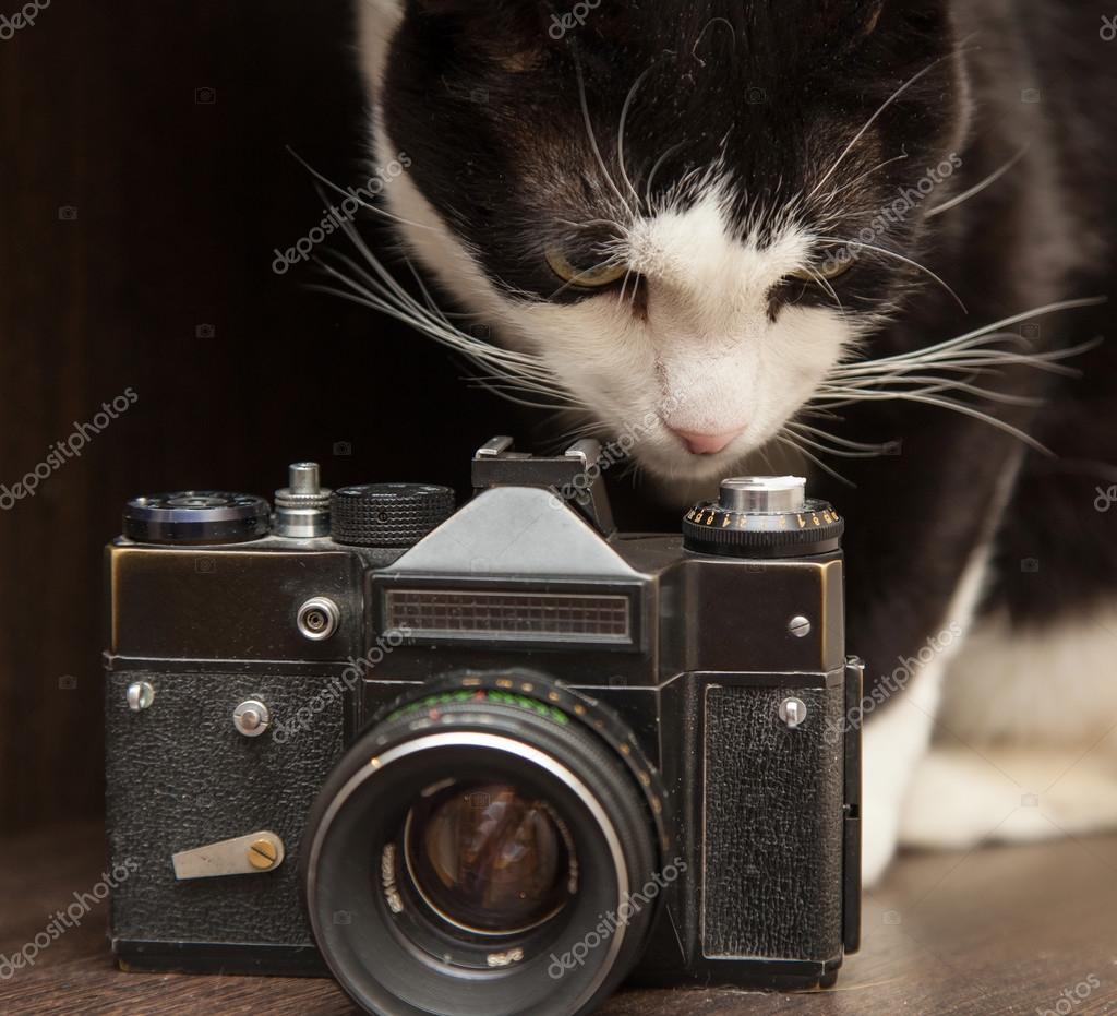 Cat Holding Camera | ppgbbe.intranet.biologia.ufrj.br