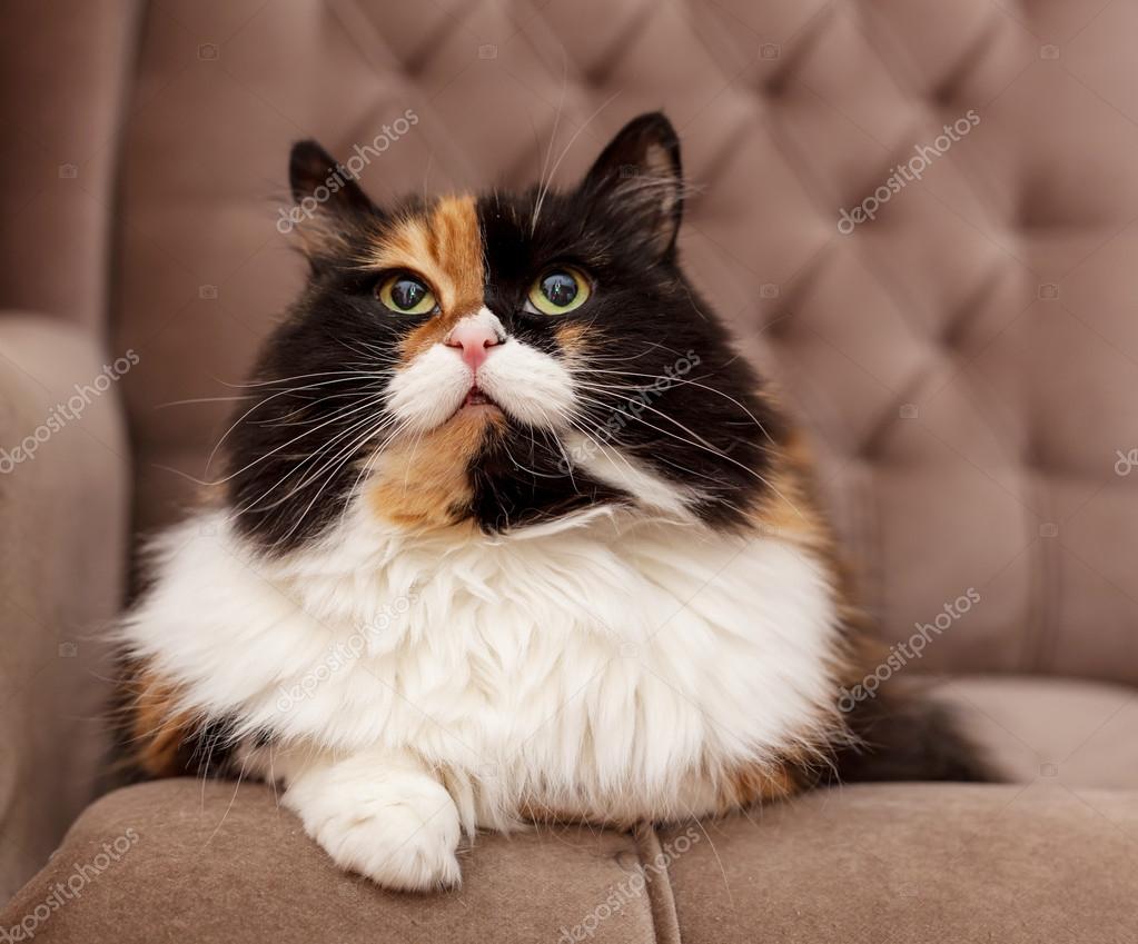 Beautiful tricolor cat Stock Photo by ©OlezzoSimona 38192559