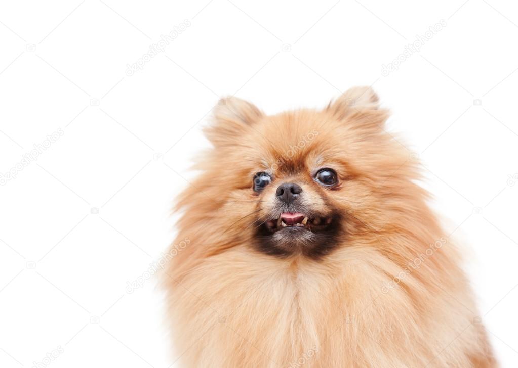 Funny pomeranian — Stock Photo © OlezzoSimona #38518387
