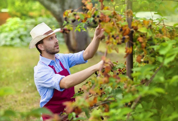 Gardener picking up fruit - Stock Image - Everypixel